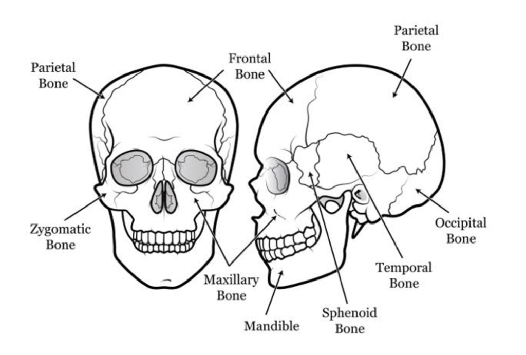 Neuropsychology: The Map of the Head and the Benefits of Massage ...